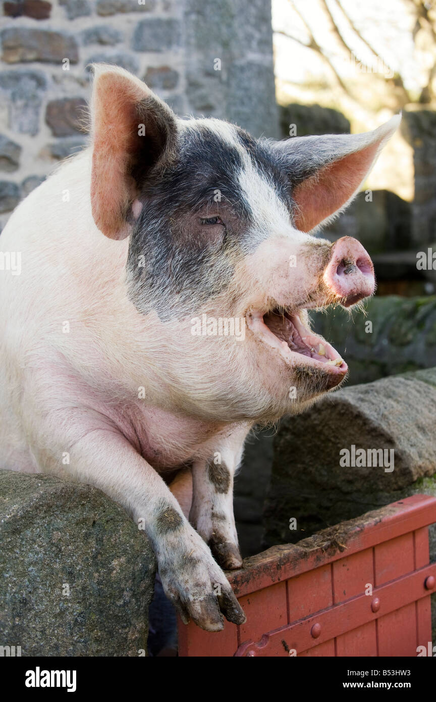 Gloucester old spot pig looking over the side of the stye Stock Photo ...