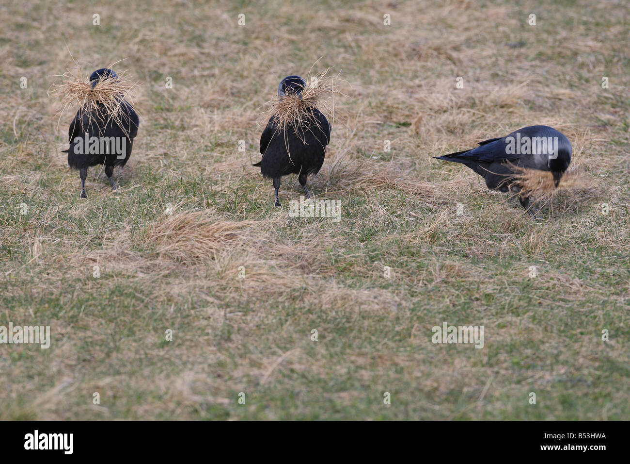 Jackdaw nest hi-res stock photography and images - Alamy