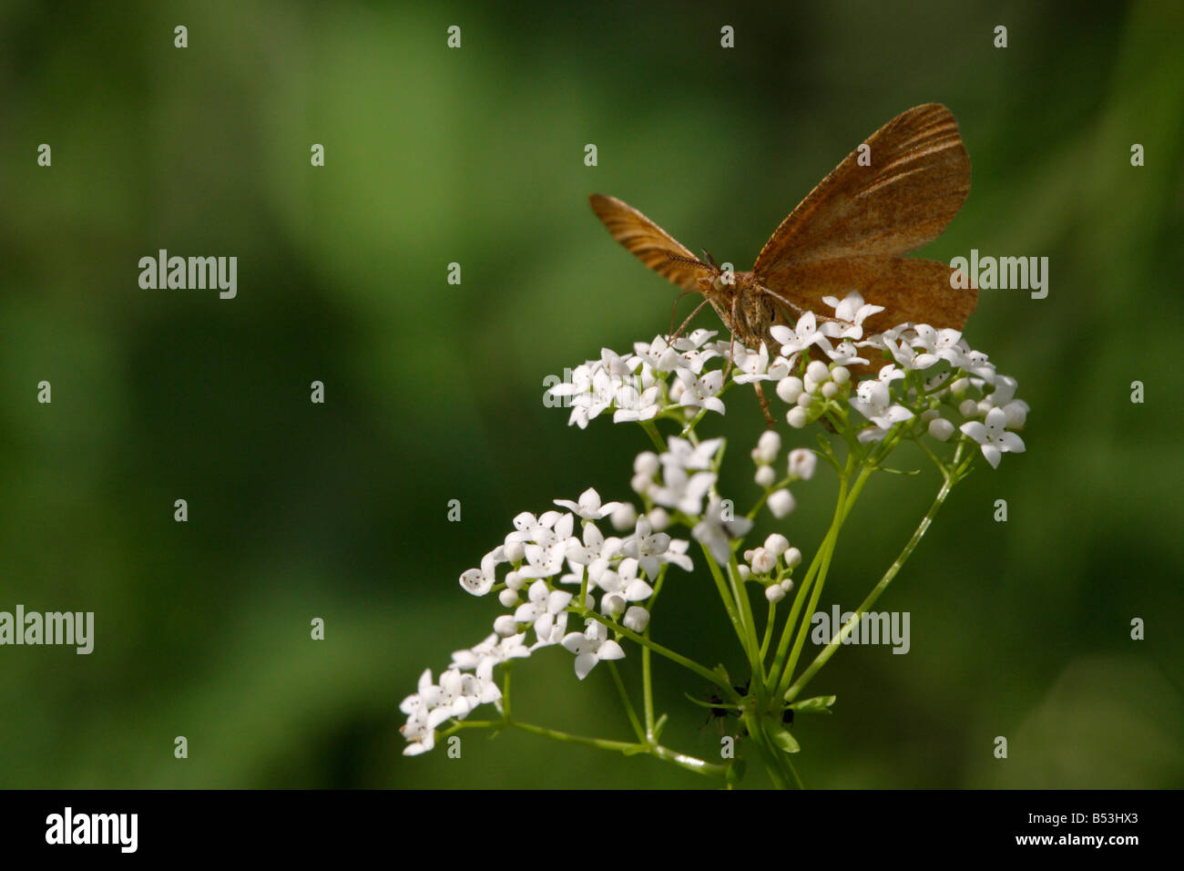 Angerona prunaria, the Orange Moth butterfly on Queen Annes lace Stock ...