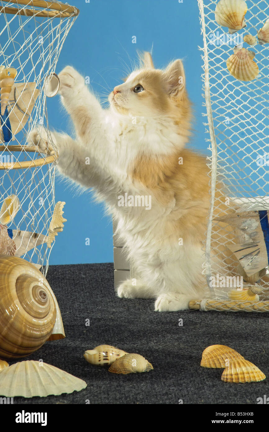 Siberian forest cat - kitten playing with shells Stock Photo - Alamy