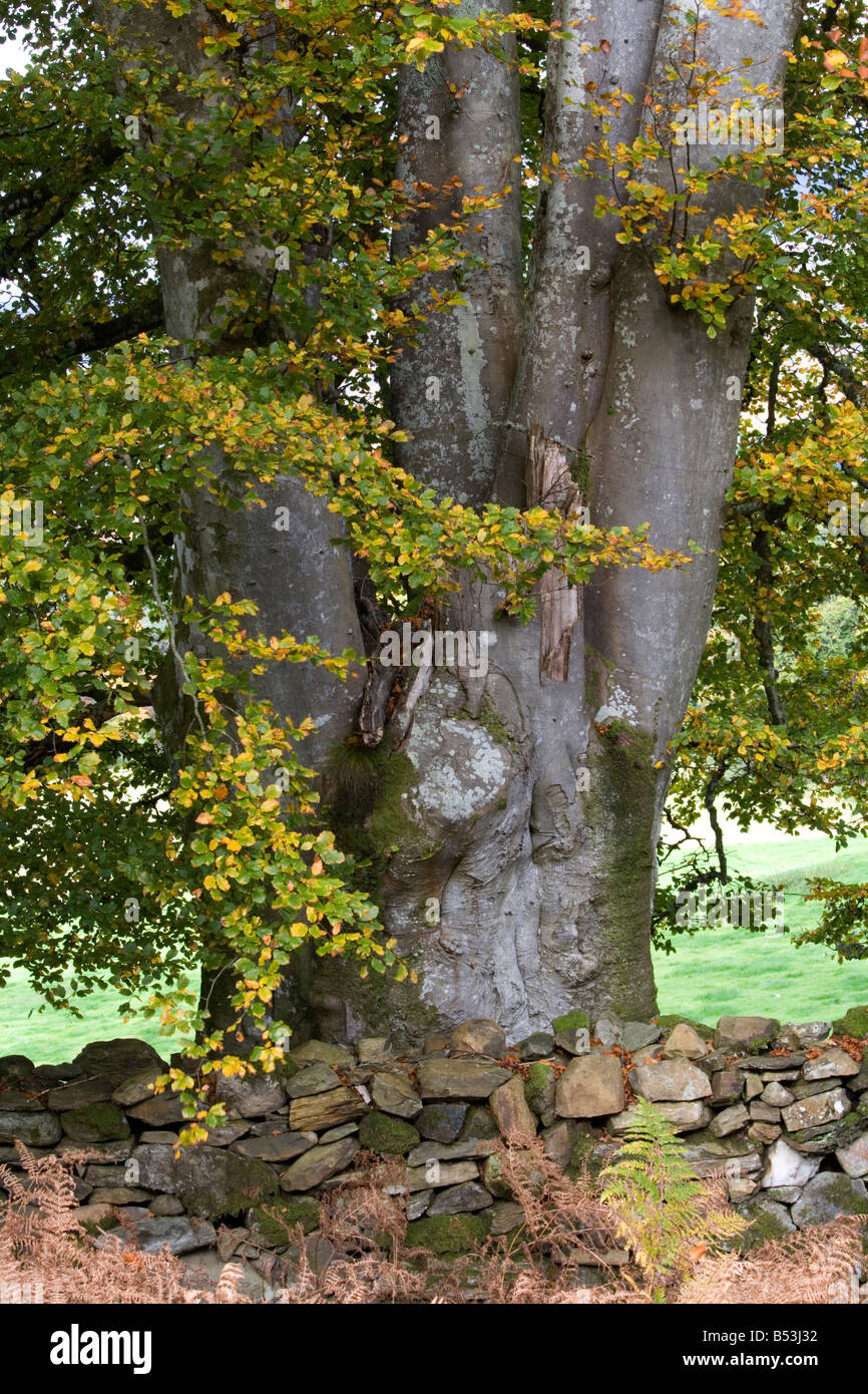 Beech tree scotland hi-res stock photography and images - Alamy