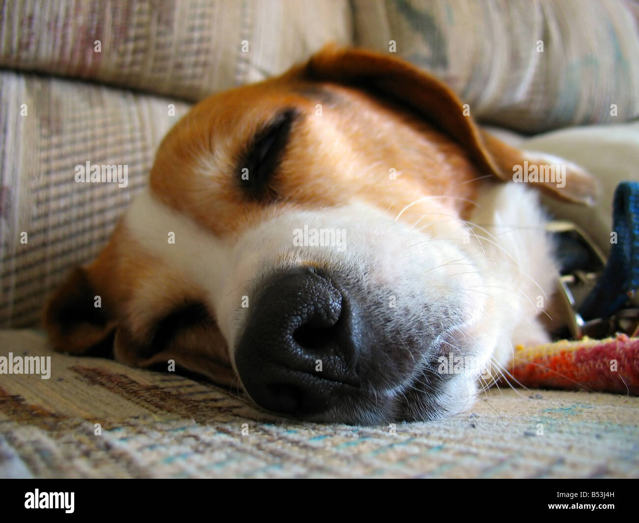 A macro shot of a sleepy beagle dog s nose and face Stock Photo - Alamy