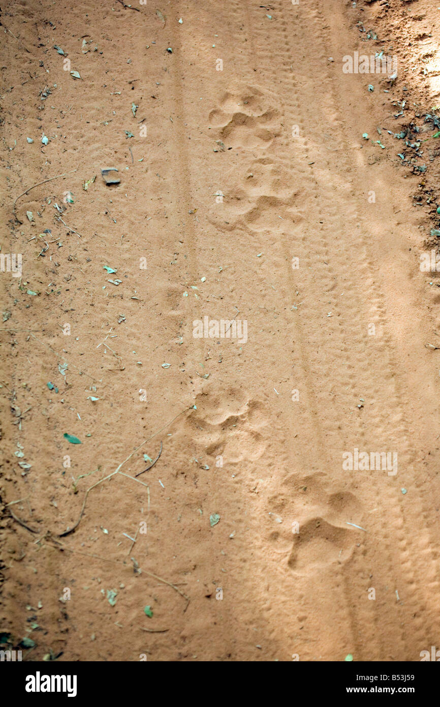 Cat Tracks High Resolution Stock Photography and Images - Alamy