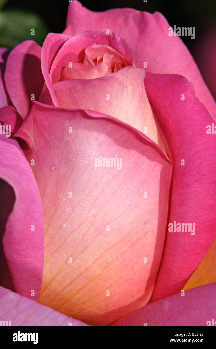 newly opened rose Stock Photo - Alamy