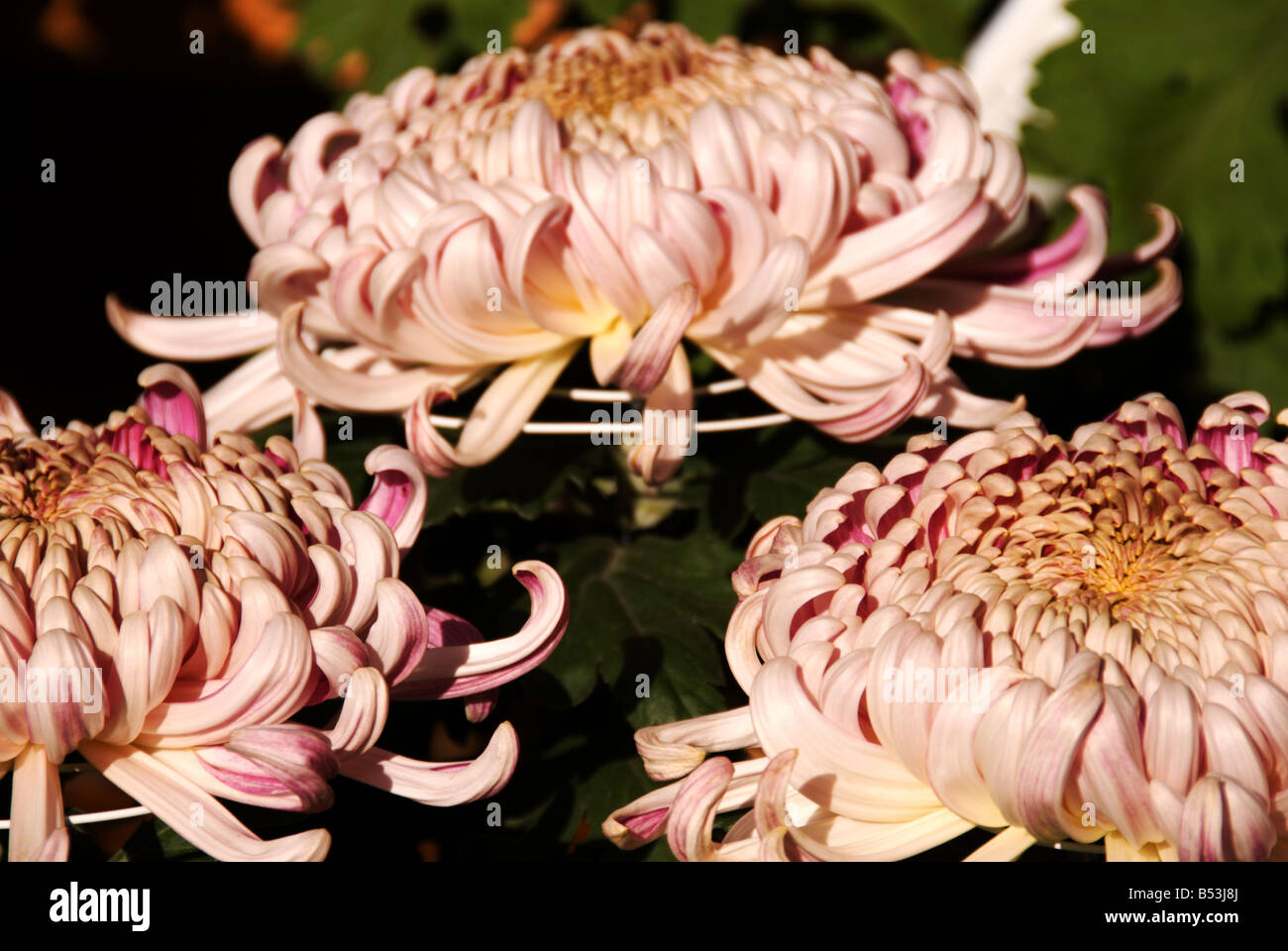 Japanese National Flower Chrysanthemum