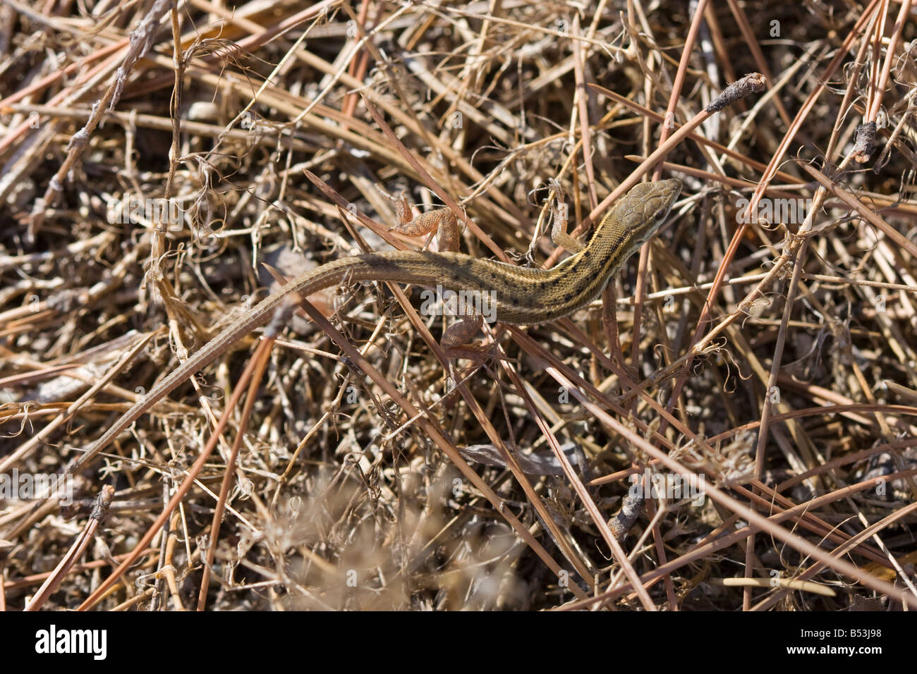 Snake eyed lizard ophisops elegans hi-res stock photography and images ...