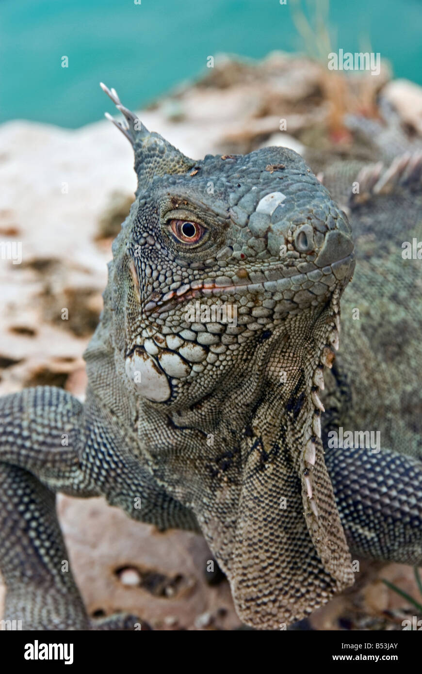 Green Iguana (iguana iguana) looking quizically at camera Bonaire ...