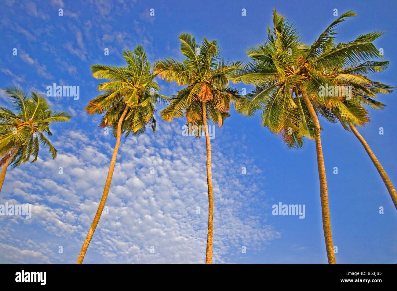 Palm trees over blue sky Stock Photo - Alamy
