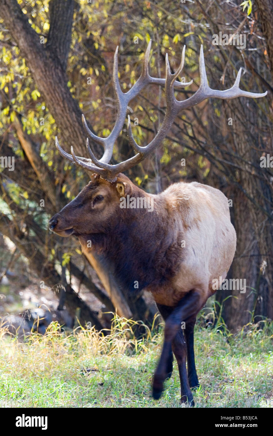 Huge bull elk in a Colorado autumn meadow Stock Photo - Alamy