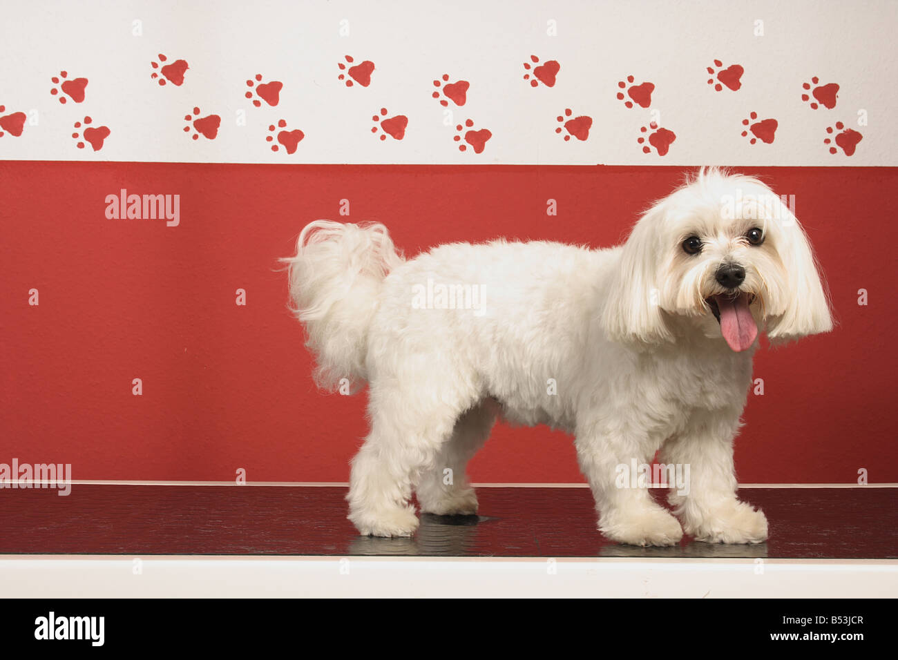 Shearing stands hi-res stock photography and images - Alamy