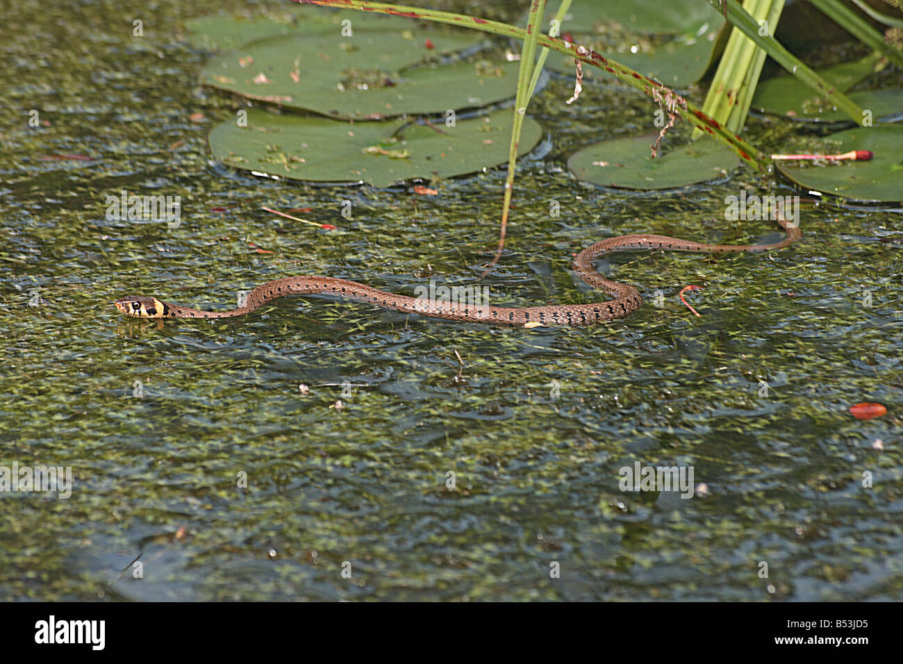 grass snake - swimming in water Stock Photo - Alamy