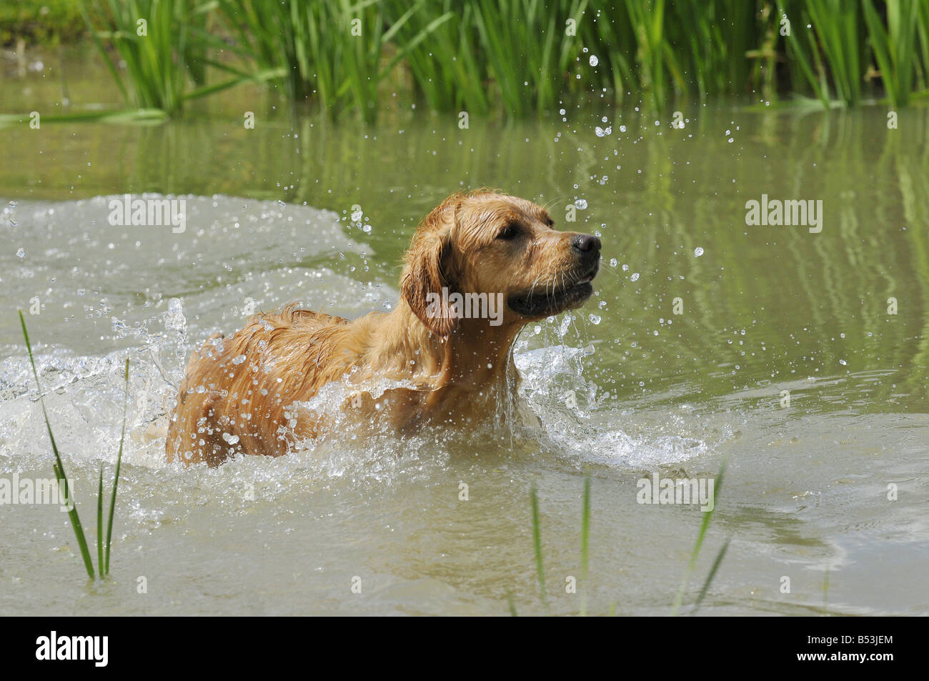 Golden Retriever in water Stock Photo - Alamy