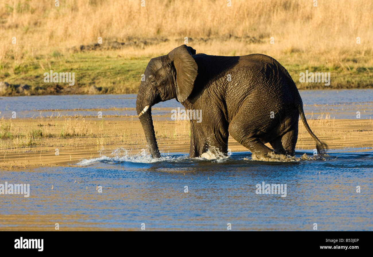 elephant at mankwe dam Stock Photo - Alamy