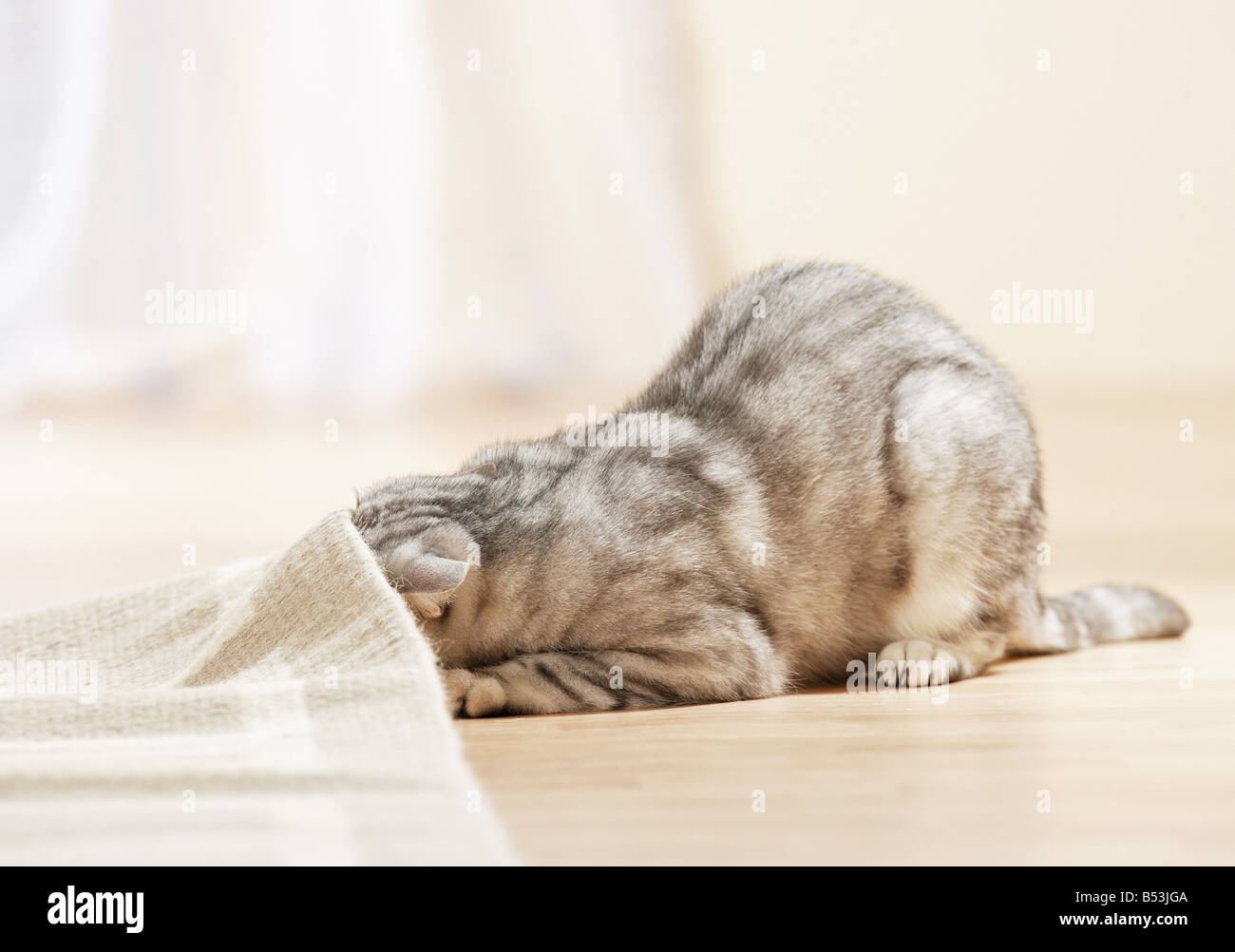 Under the curtain hi-res stock photography and images - Alamy