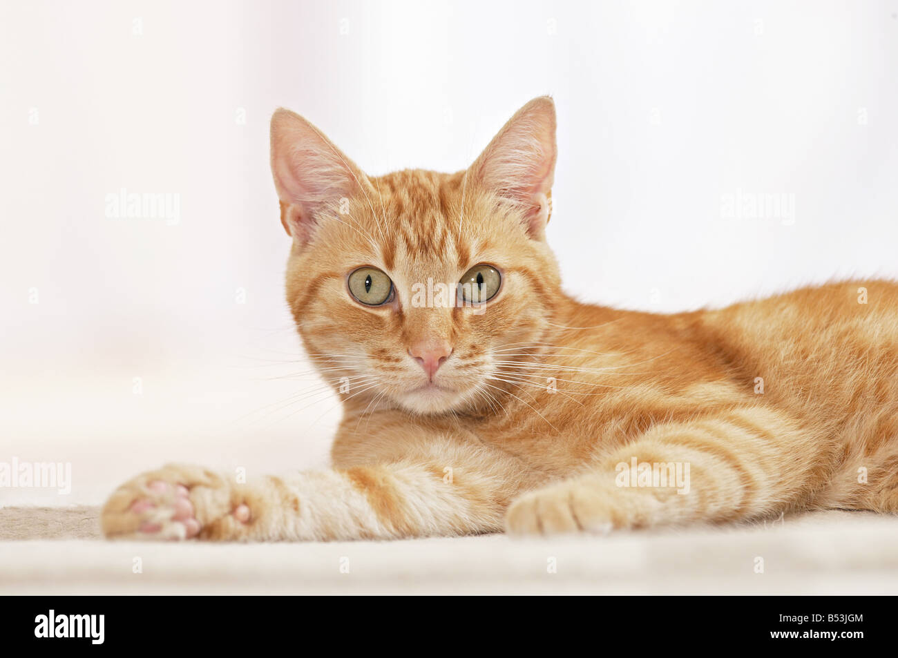 domestic cat - lying - cut out Stock Photo - Alamy
