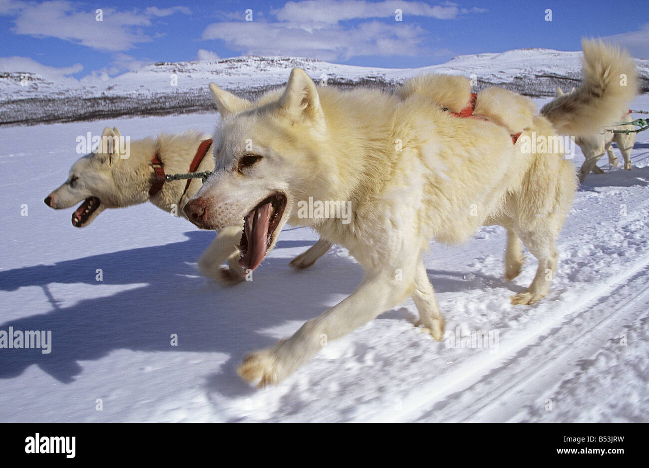 huskies - pulling sledge Stock Photo - Alamy