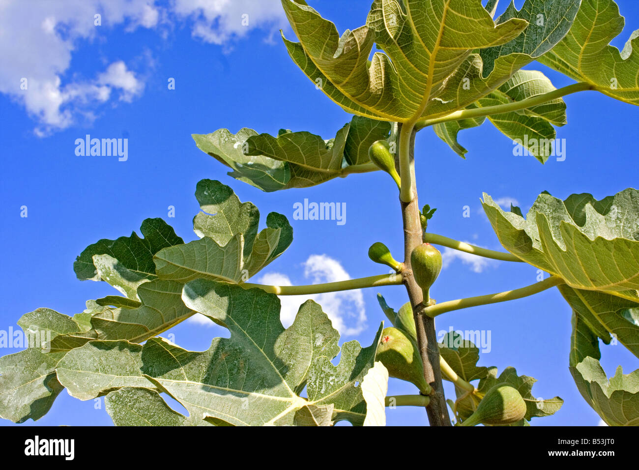 Fig Tree Plantation High Resolution Stock Photography and Images - Alamy