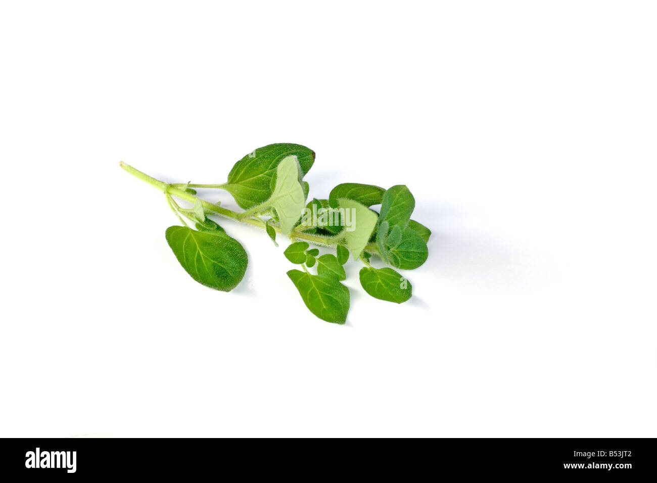 Oregano colour Cut Out Stock Images & Pictures - Alamy