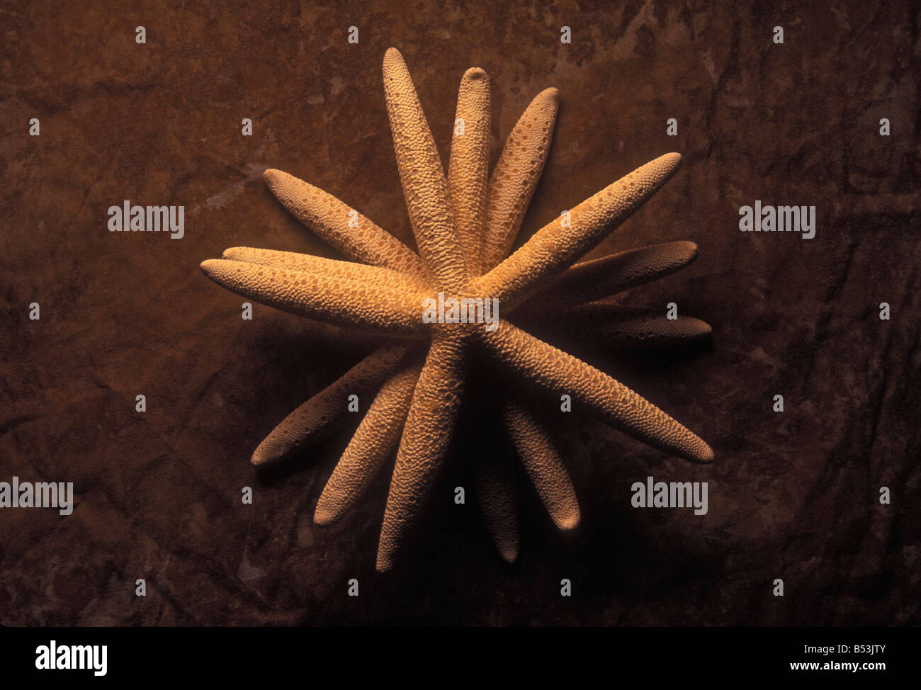 Pile of starfish hi-res stock photography and images - Alamy