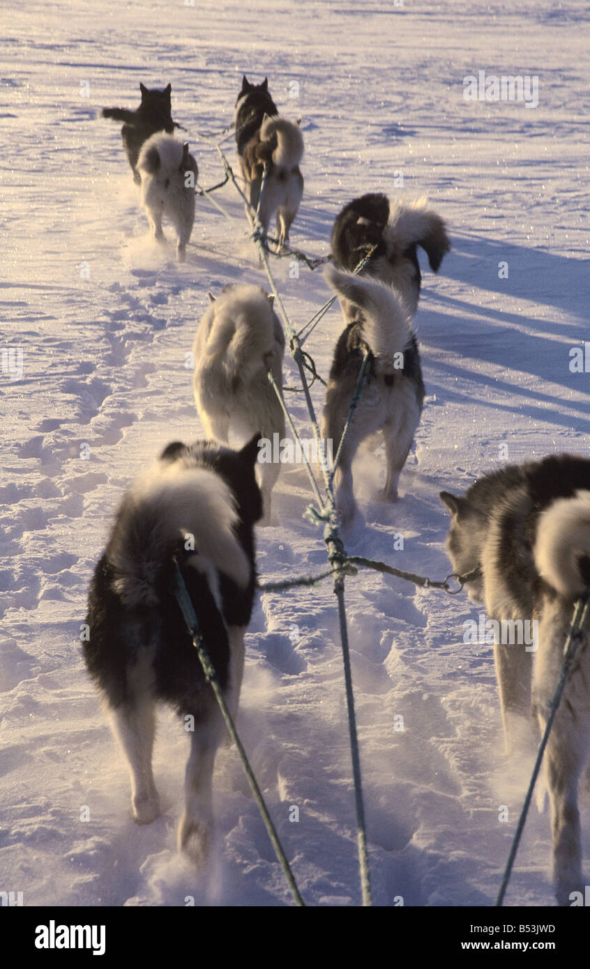 huskies - pulling sledge Stock Photo - Alamy