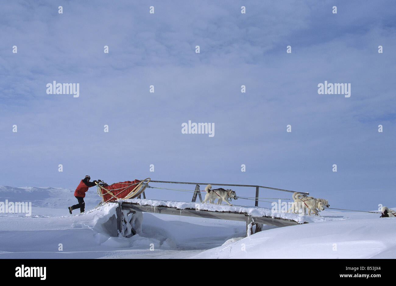 huskies - pulling sledge Stock Photo - Alamy