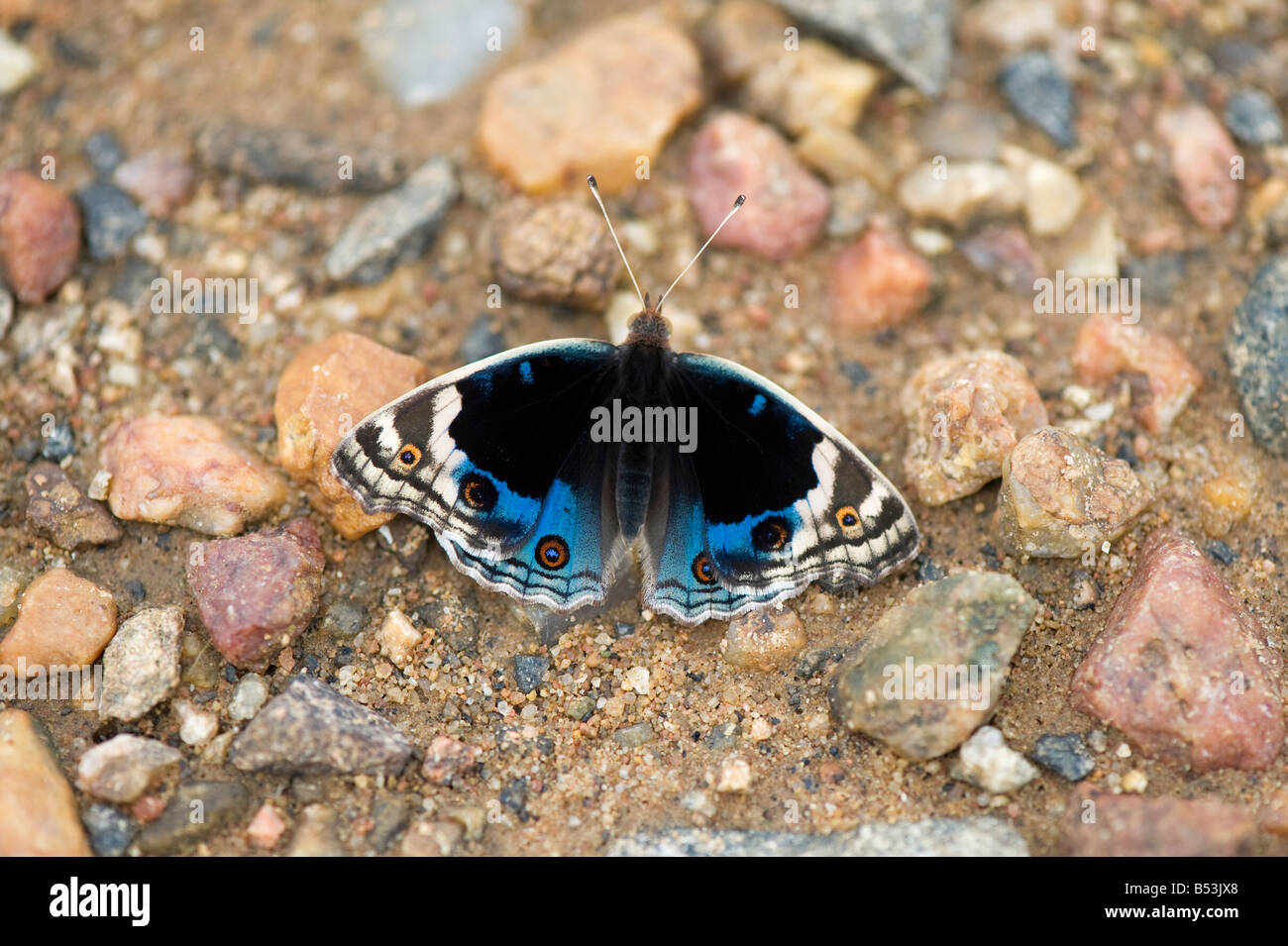Blue pansy butterfly precis orithya hi-res stock photography and images ...