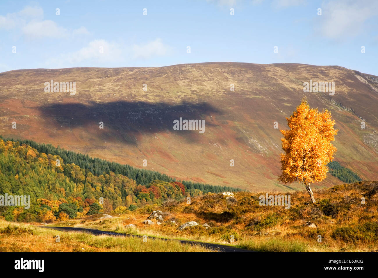 Autumn birch tree above Glen Lyon Scotland Stock Photo - Alamy