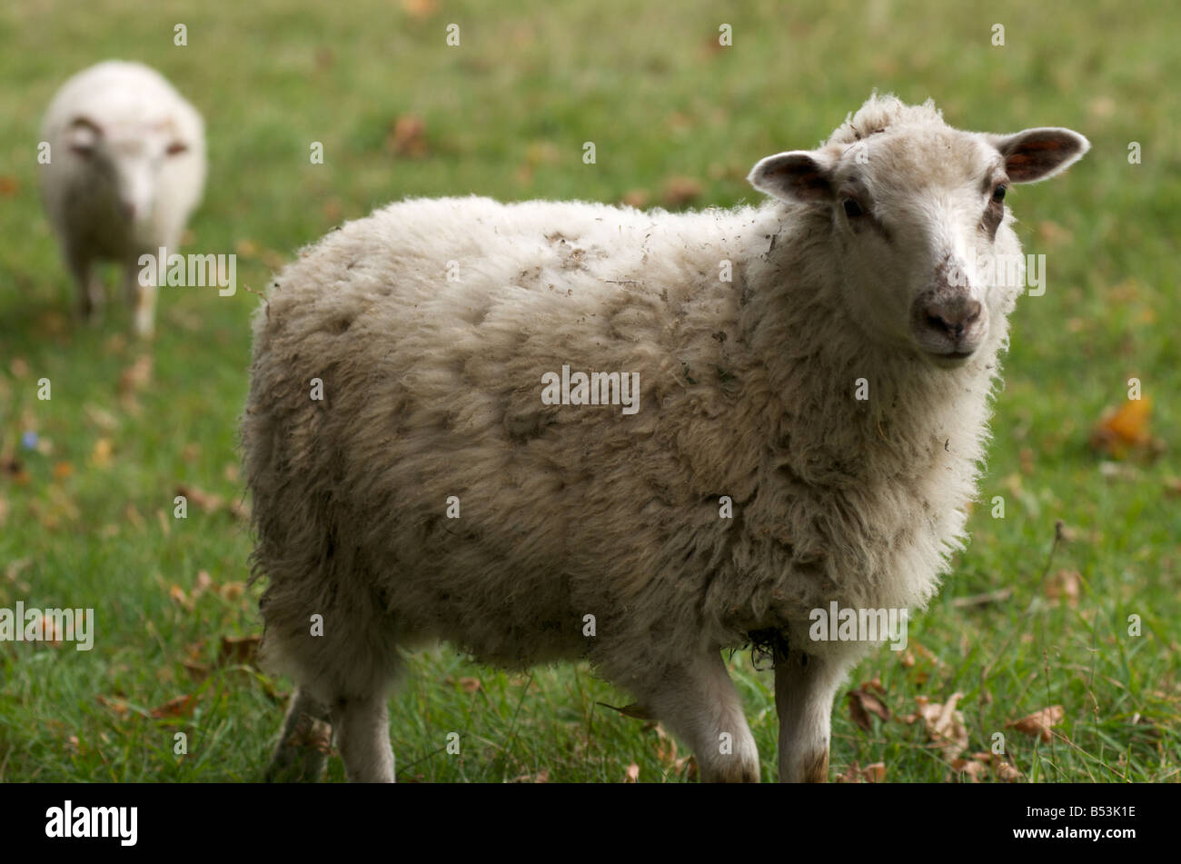Sheeps faces hi-res stock photography and images - Alamy