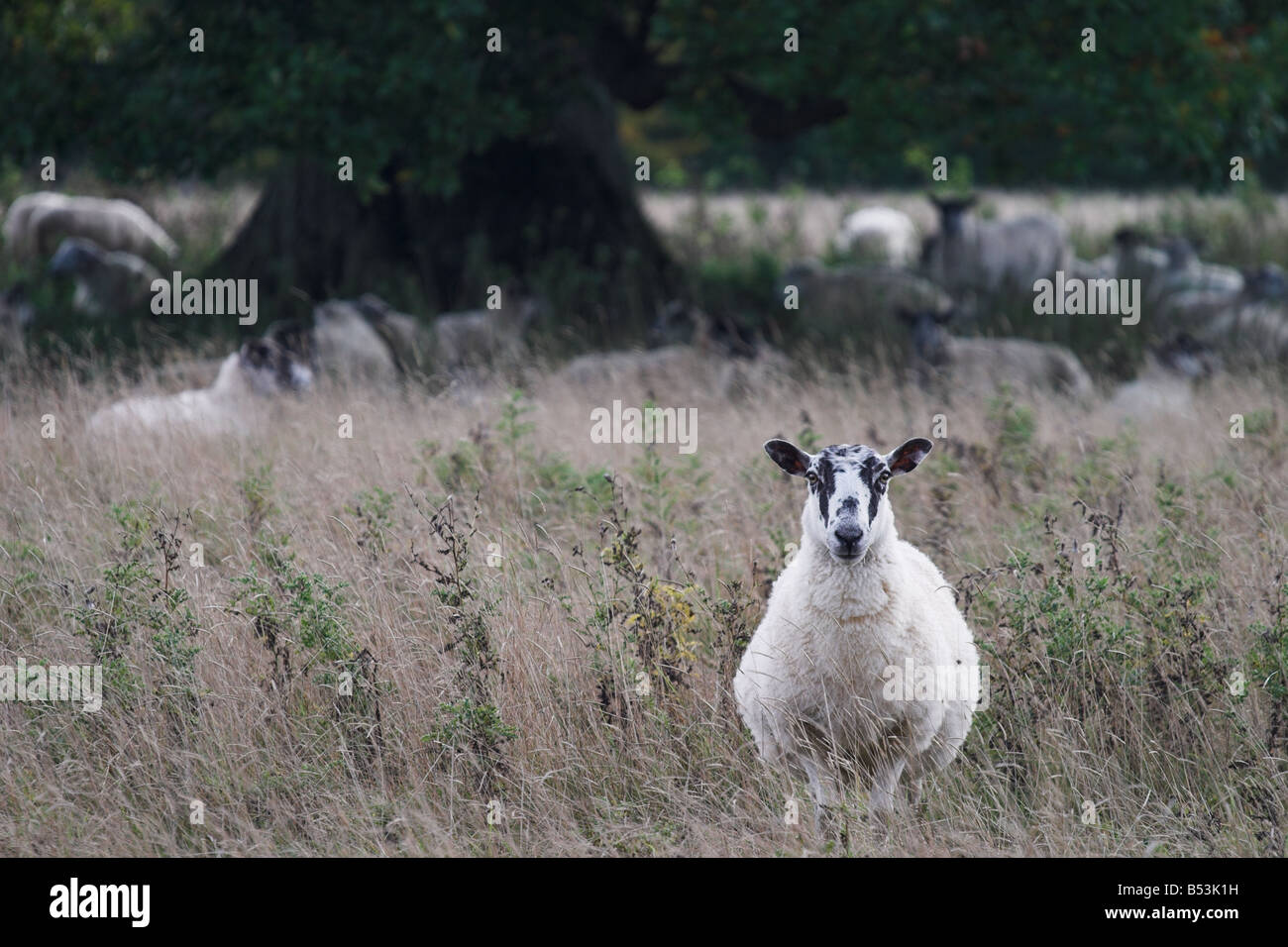 Sheep stood looking straight at camera in Savernake Forest, Wiltshire ...