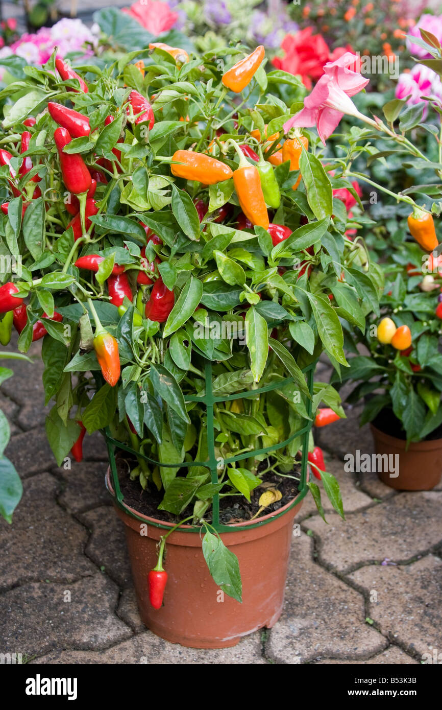 Chili pepper plant flowers hi-res stock photography and images - Alamy