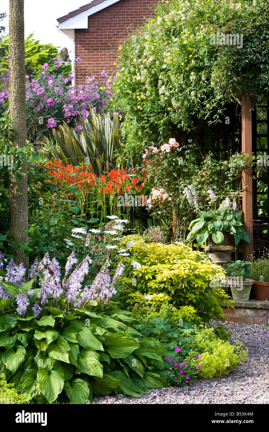 Choisya sundance hi-res stock photography and images - Alamy