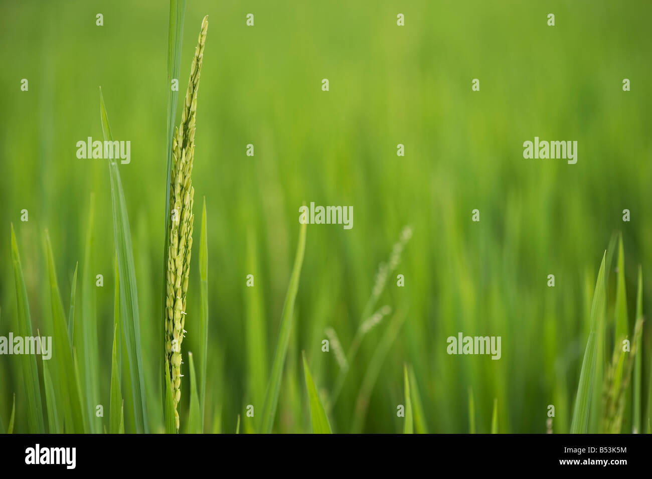 Oryza sativa. Rice plant flowers on the plant in a paddy field. Andhra ...