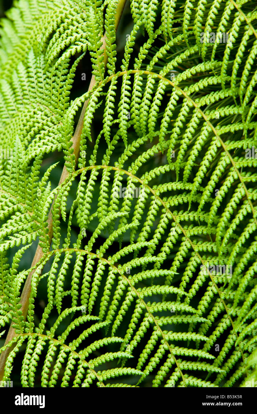 Dicksonia tree fern hi-res stock photography and images - Alamy