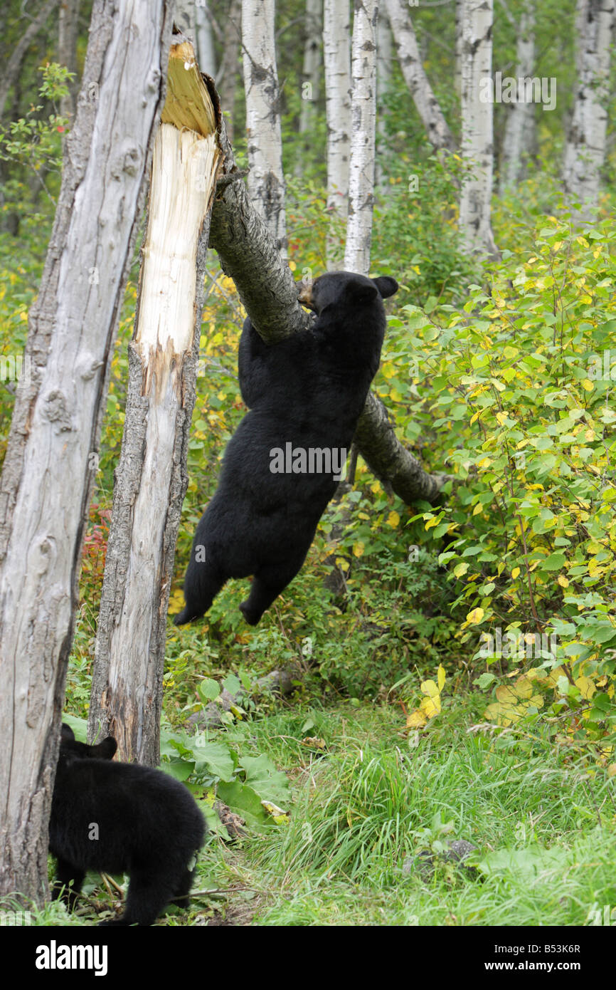 Black bear sow up a tree hi-res stock photography and images - Alamy