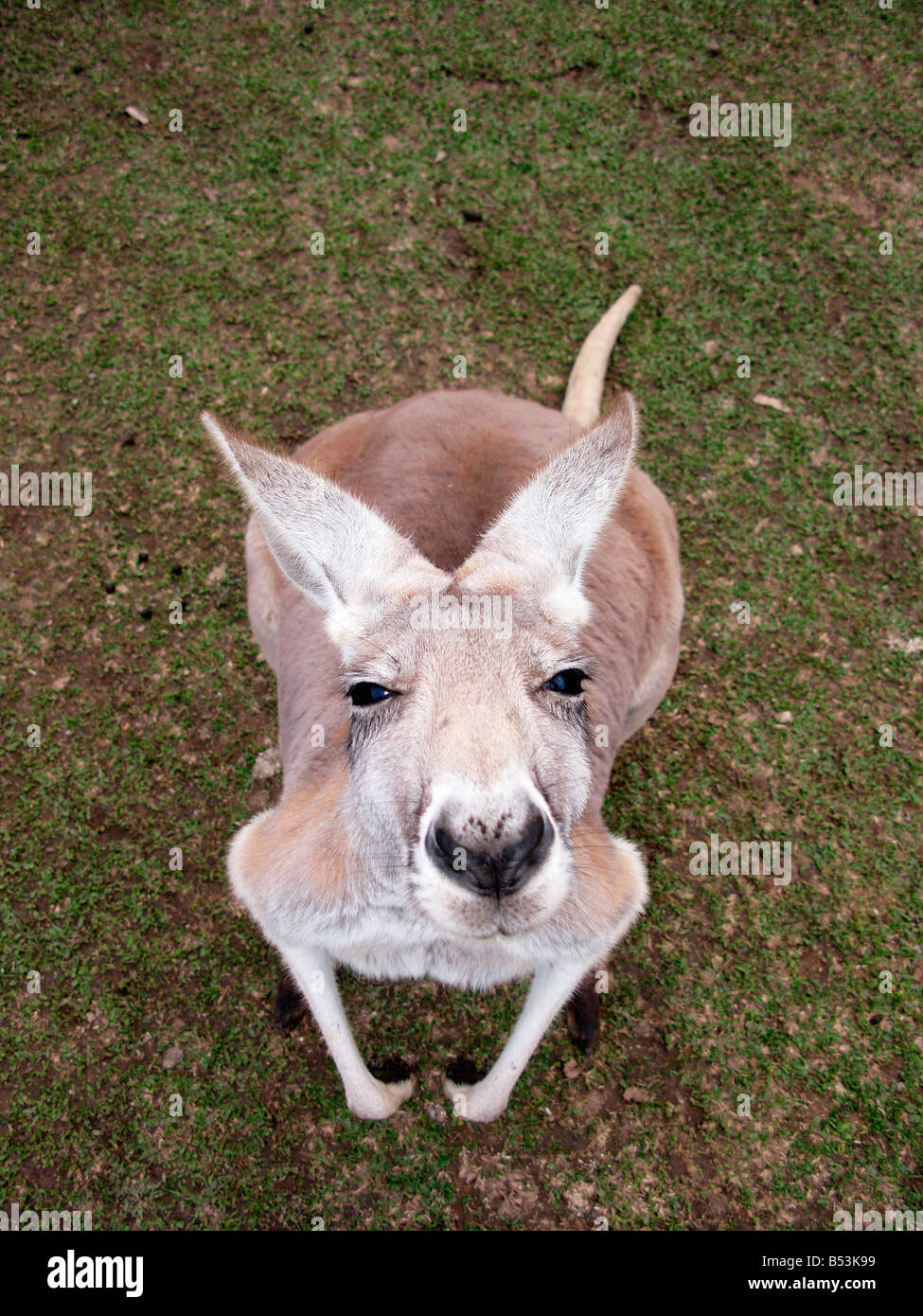 Kangaroo looking up to camera Stock Photo - Alamy