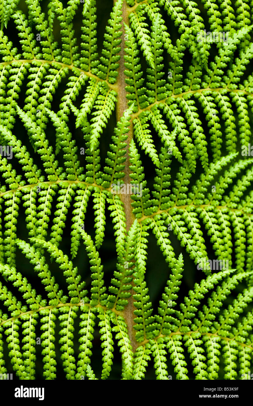 Dicksonia tree fern hi-res stock photography and images - Alamy