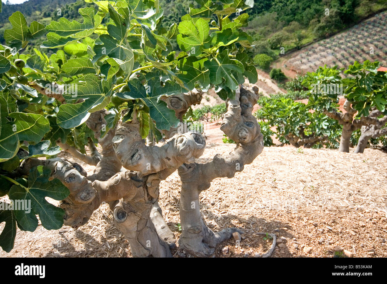 Fig Tree Plantation High Resolution Stock Photography and Images - Alamy