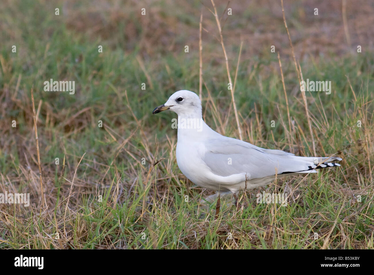 1-st winter Mediterranean Gull, Larus melanocephalus Stock Photo - Alamy