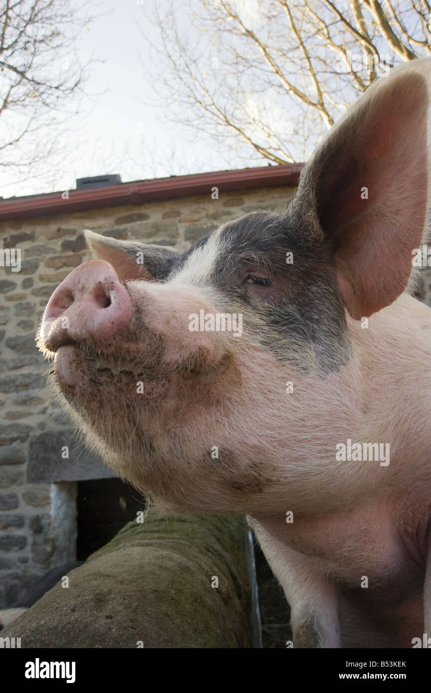 Pig Stye High Resolution Stock Photography and Images - Alamy
