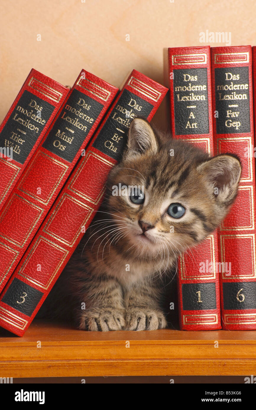 Cat between books hi-res stock photography and images - Alamy