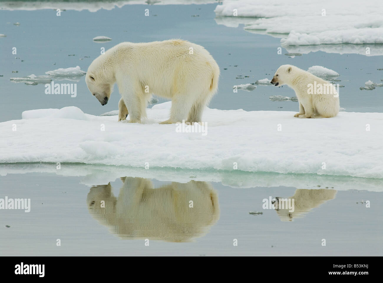 Ice bear cub hi-res stock photography and images - Alamy
