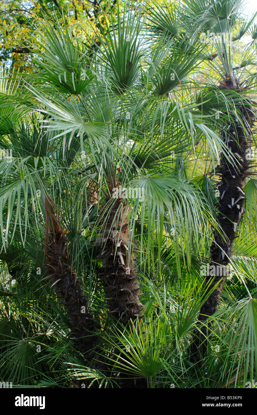 Chamaerops humilis hi-res stock photography and images - Alamy