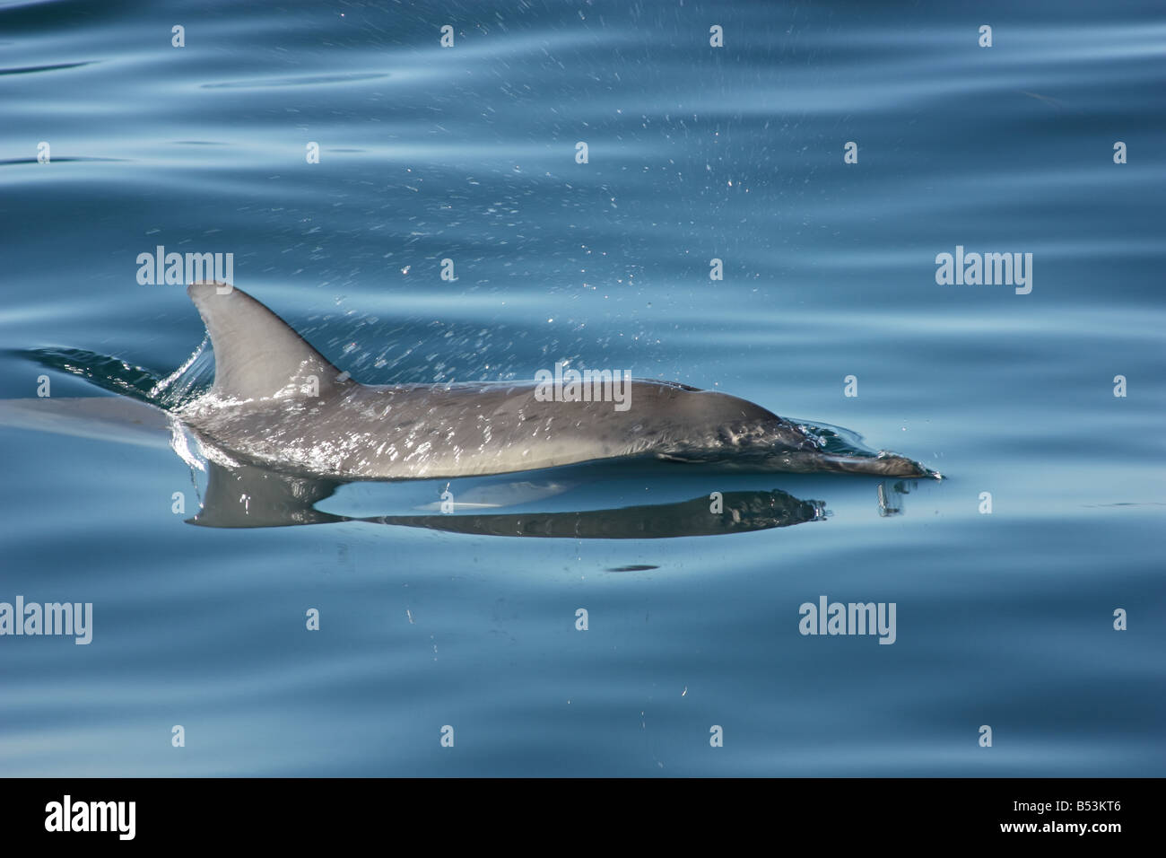 a dolphin racing our boat in the spencer gulf with high resolution ...