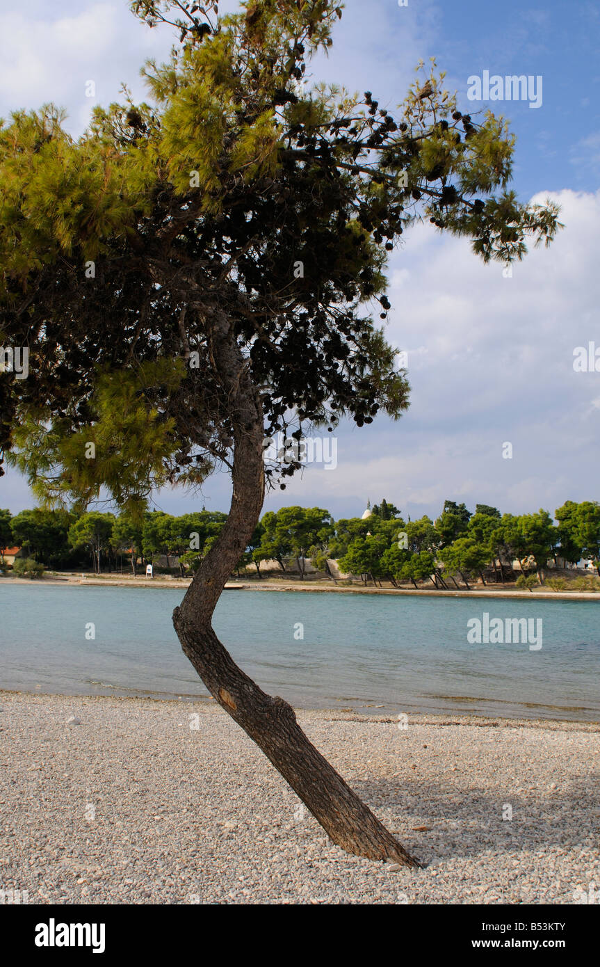 Evergreen trees on the beach in Supetar on the island of Brac Dalmatia ...