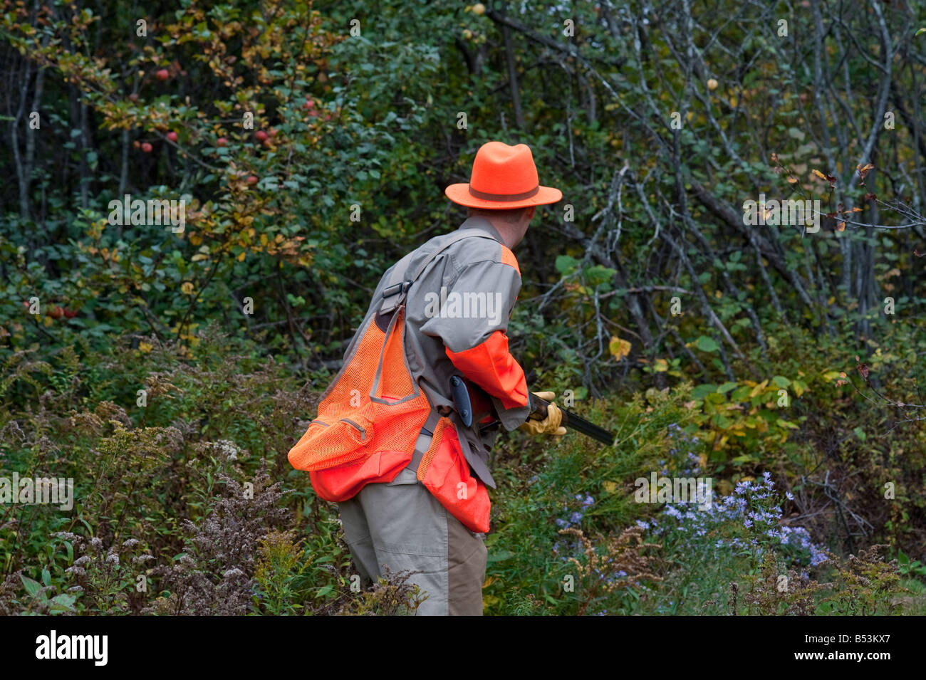Hunting woodcock and grouse or partridge in fall cover in New Brunswick ...
