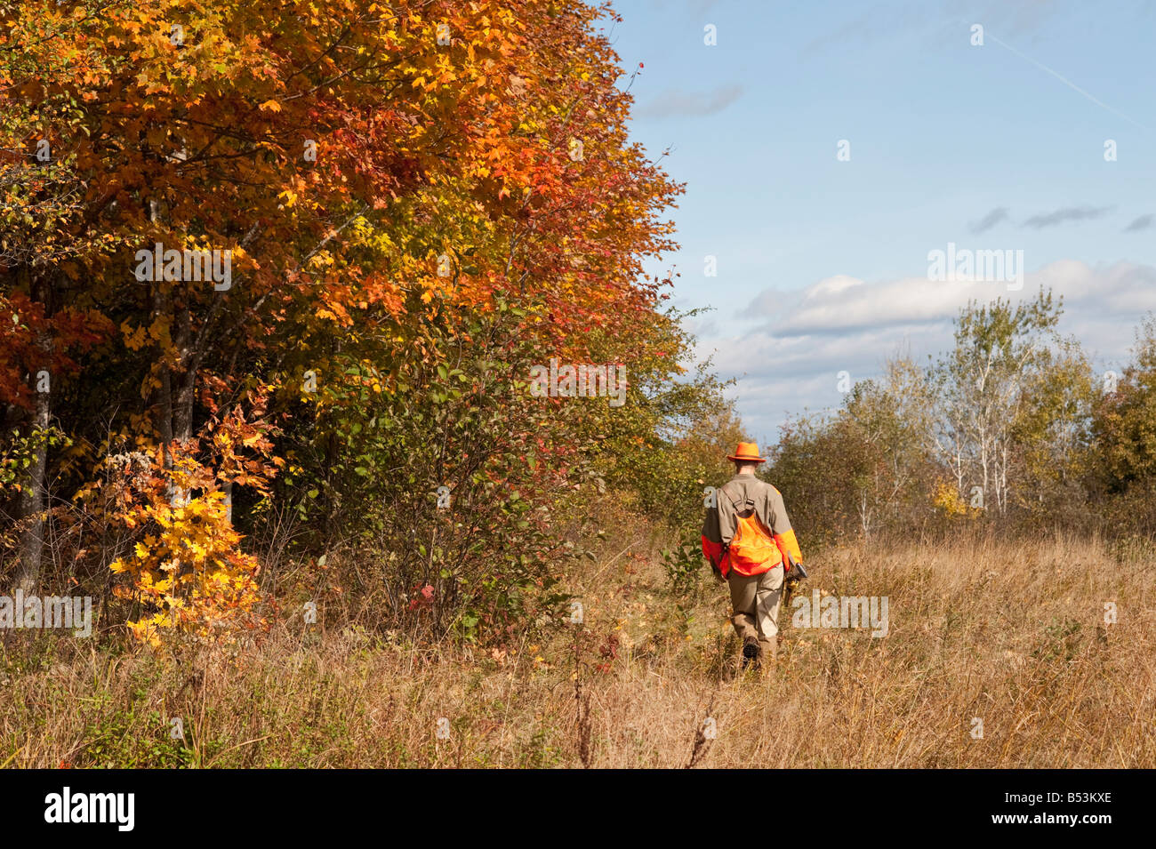 Hunting woodcock and grouse or partridge in fall cover in New Brunswick ...