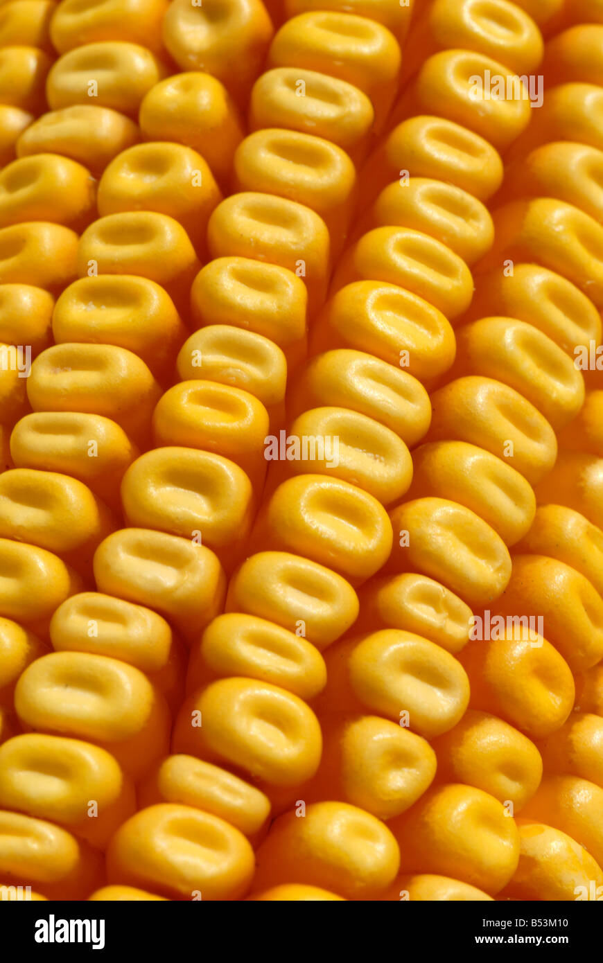 Mature Corn kernels with kernel dent Stock Photo - Alamy Mature Corn kernels with kernel dent Stock Photo - Alamy