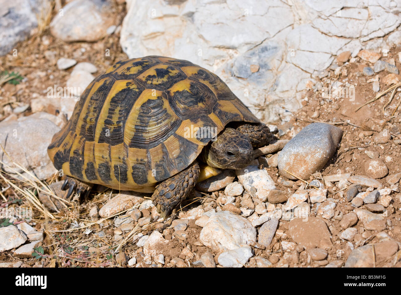 Hermann's Tortoise, Testudo hermanni Stock Photo - Alamy