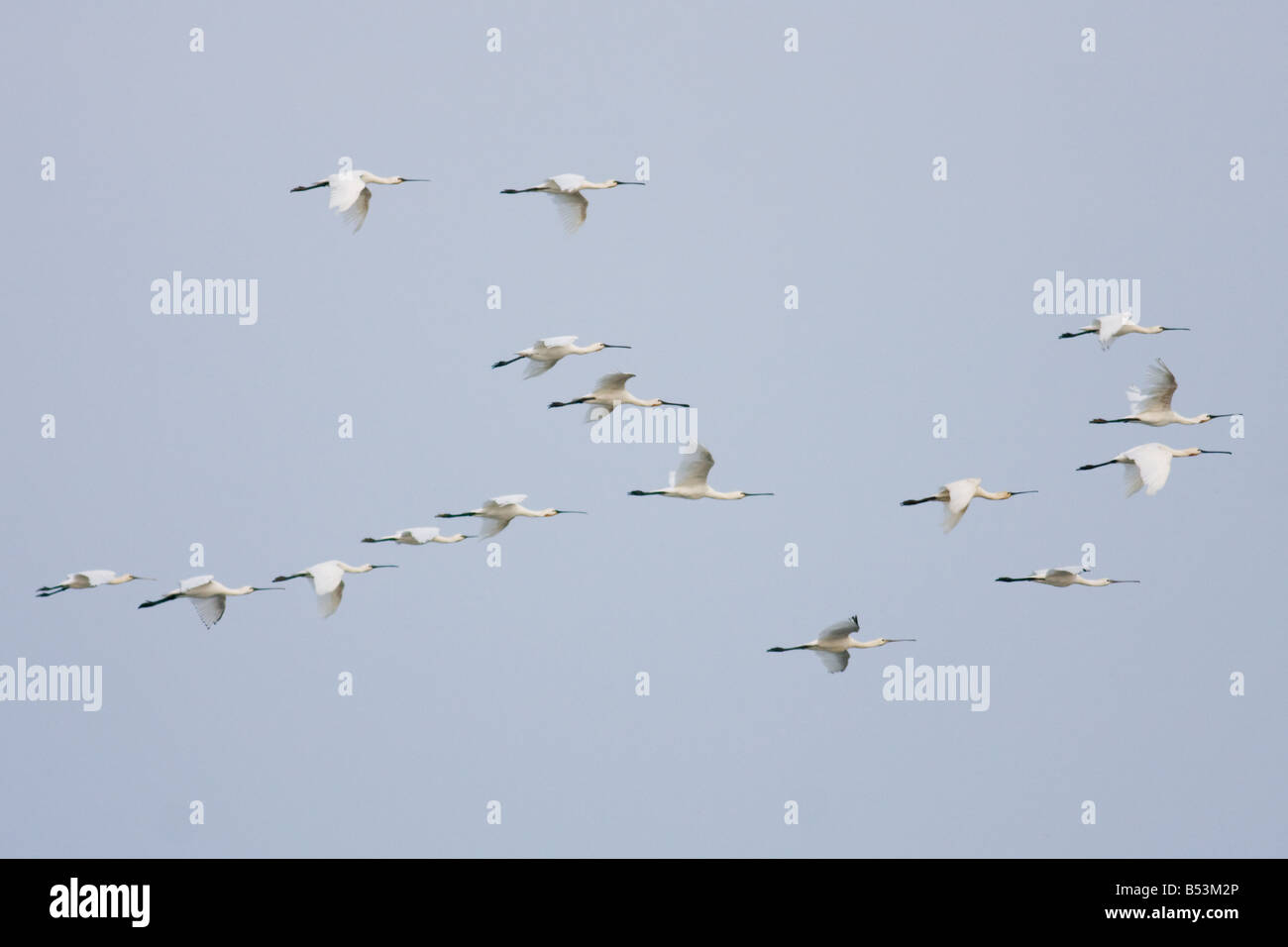 Flying spoonbills hi-res stock photography and images - Alamy