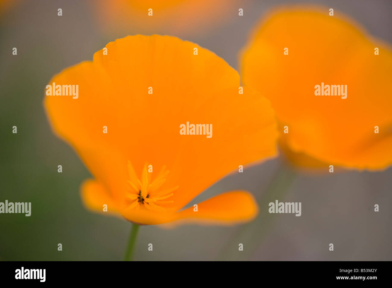 California orange poppy flowers hi-res stock photography and images - Alamy